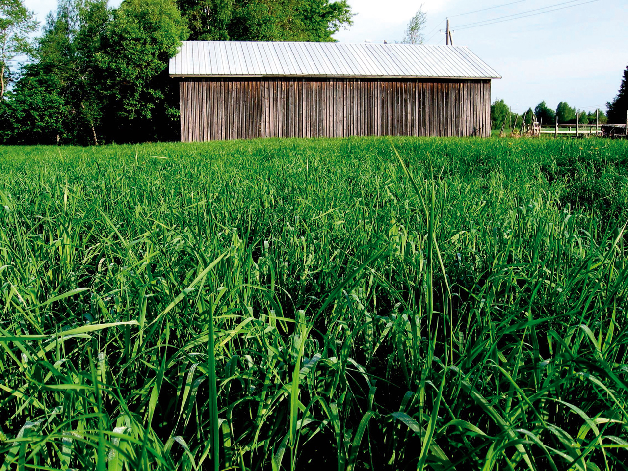 Monilajinen viljelynurmi sitoo tehokkaasti hiiltä ja tukee luonnon ...